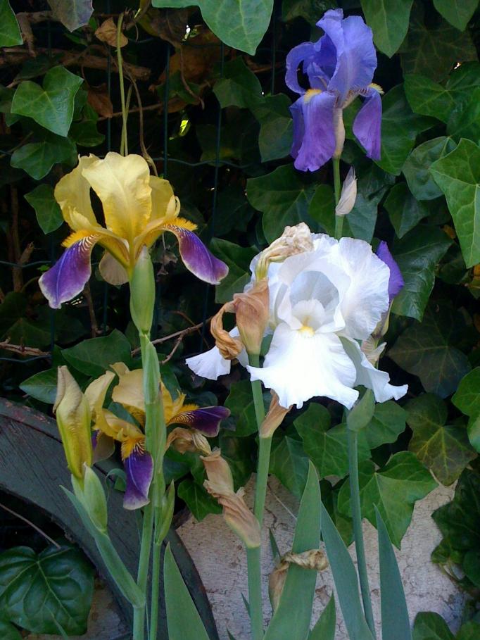 004 | Forum di Giardinaggio.it