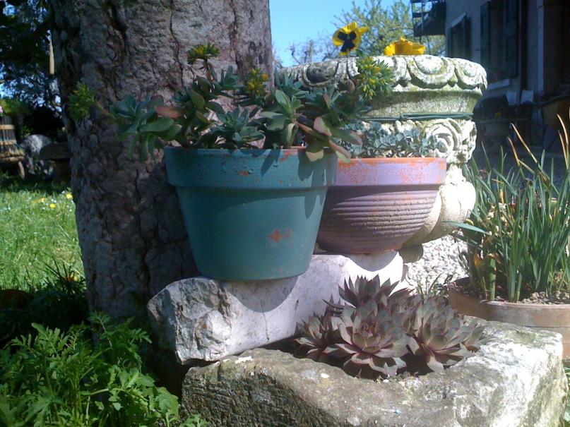 005 | Forum di Giardinaggio.it