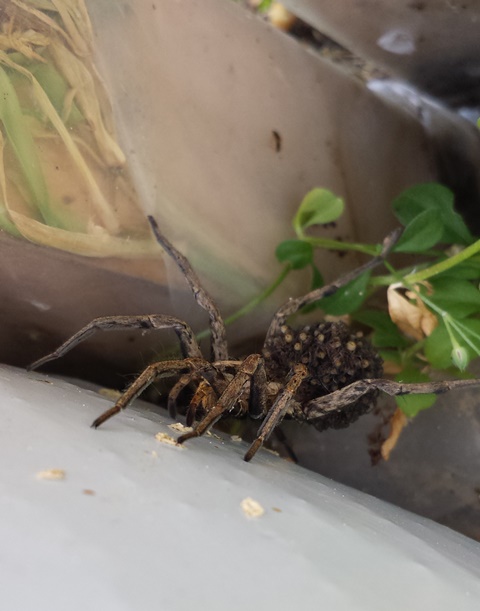 Hogna radiata (Falsa tarantola) femmina | Forum di Giardinaggio.it