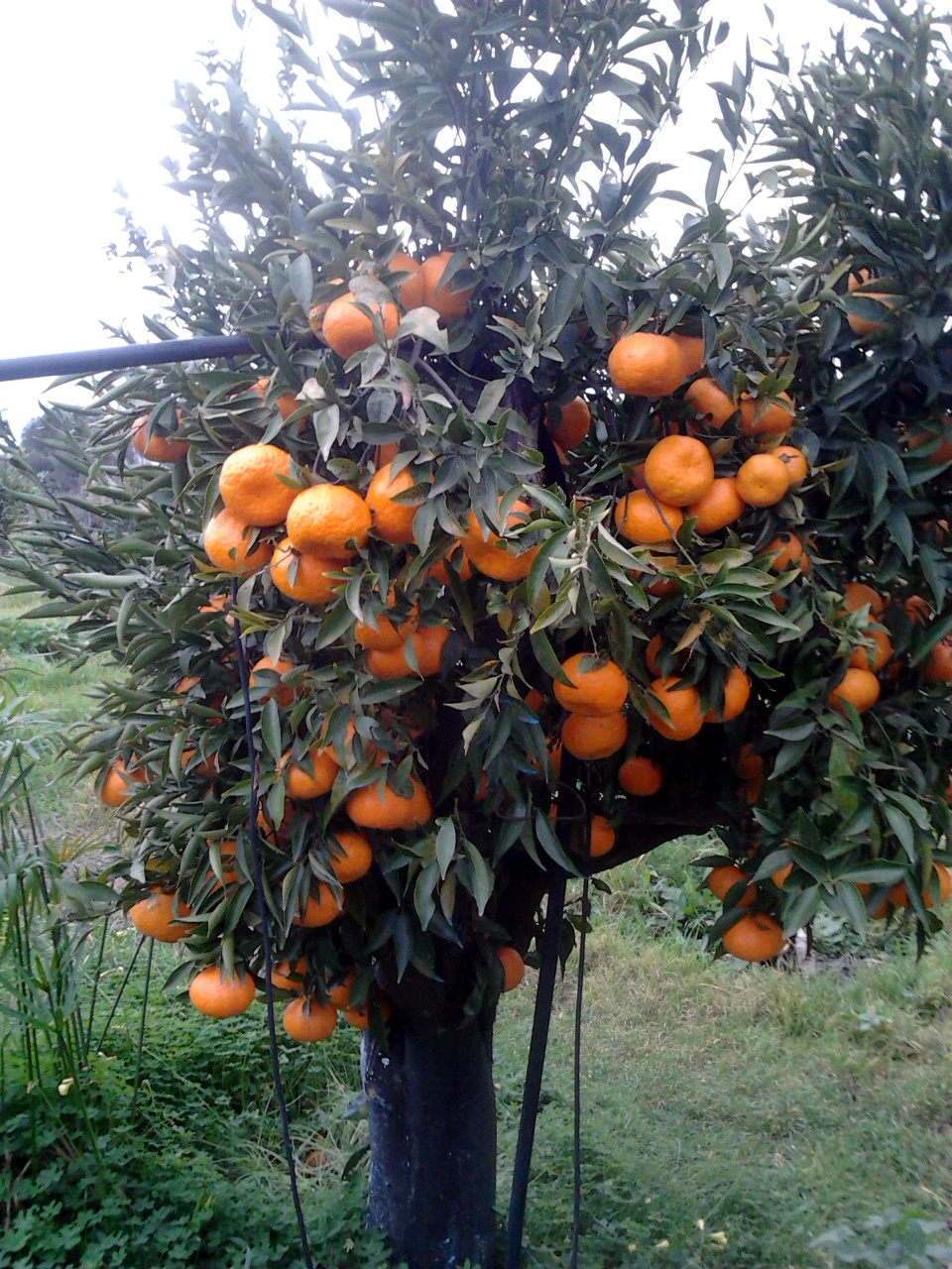 mandarino(uno dei tanti) genn 2016 | Forum di Giardinaggio.it