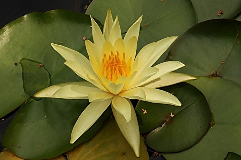 ninfea | Forum di Giardinaggio.it