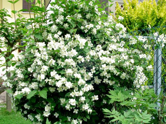 Philadelphus pubescens (fiori d'angelo) | Forum di Giardinaggio.it