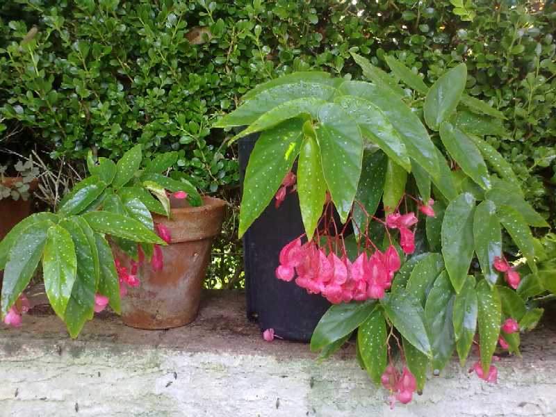 tamaya | Forum di Giardinaggio.it